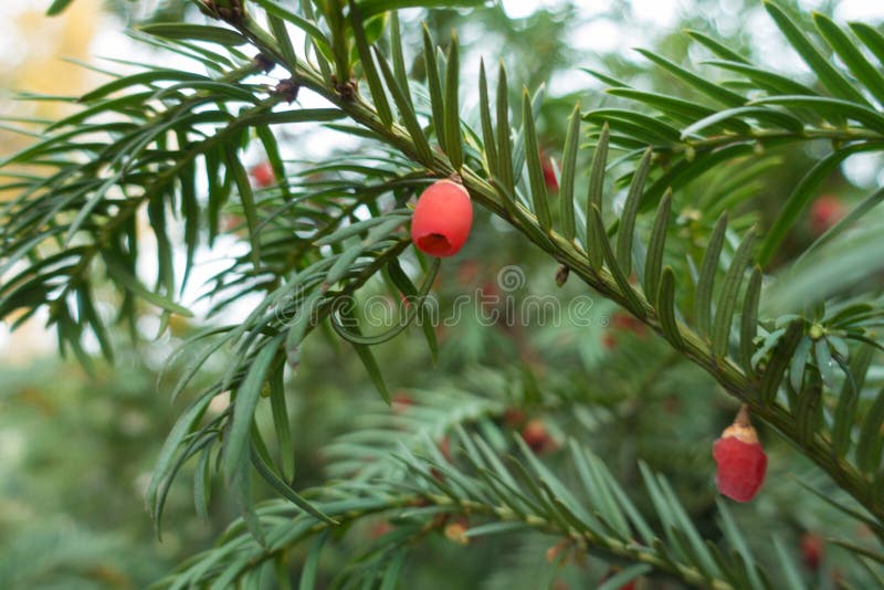 Macro of Red Berry-like Seed Cone of Yew Stock Photo - Image of ...