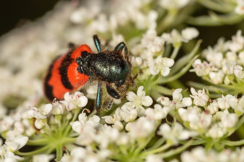 Macro of Red and Black Beetle Trichodes Apiarius on White Flower Seen ...