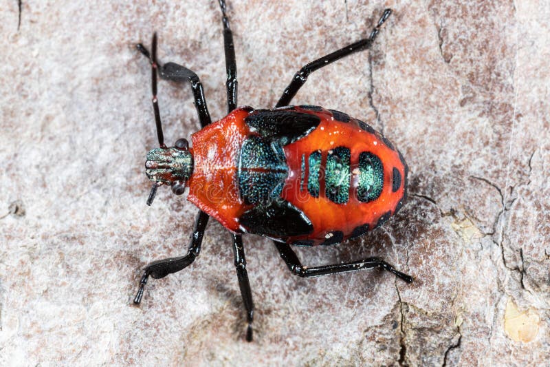 Macro of a Red Bug on a Tree Bark in Nature Stock Photo - Image of ...