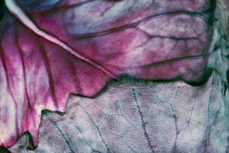 Macro of a red cabbage. stock image. Image of meal, tasty - 1842377