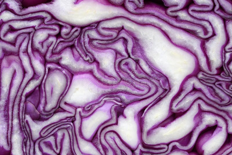 Macro Red Cabbage Detail in Violet-white Colors, Background Texture ...