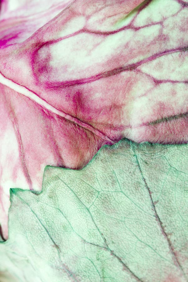 Macro of red cabbage leaf. stock photo. Image of cabbage - 1842388