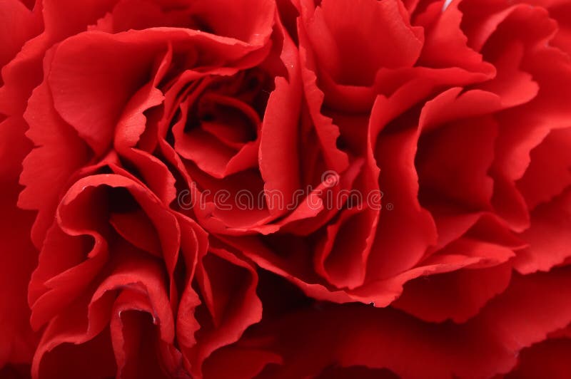 Macro of Red Carnation Texture Stock Photo - Image of wallpaper, live ...