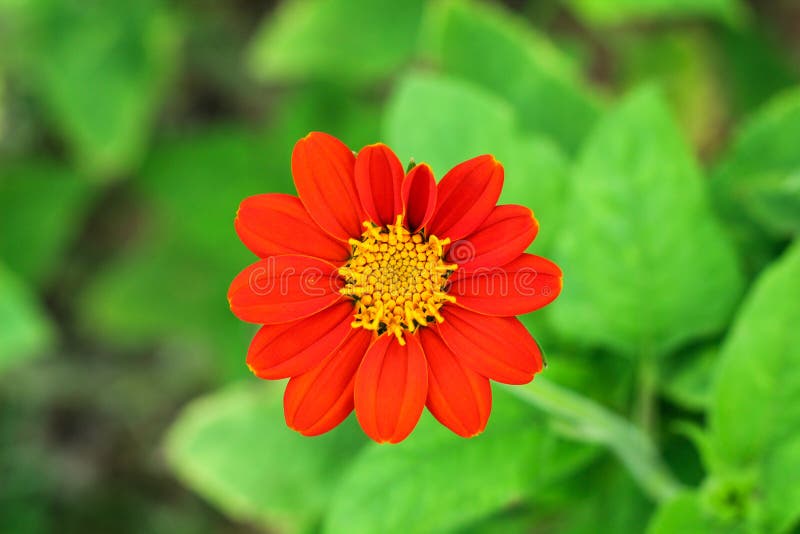 Macro of Red Color Dalia Flower Stock Image - Image of dahlia, close ...