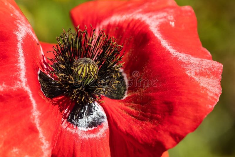 Macro of red common poppy stock image. Image of poppy - 156261703