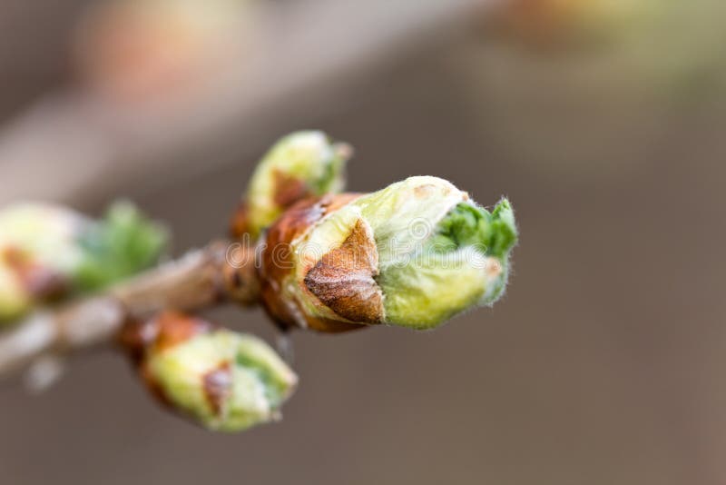 Green Round Bud on a Branch of a Raspberry Bush Stock Photo - Image of ...