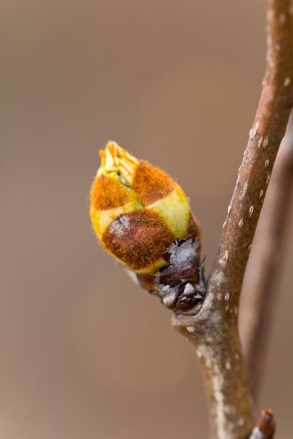 Macro of Red Currant Branch with Bud Stock Photo - Image of refresh ...