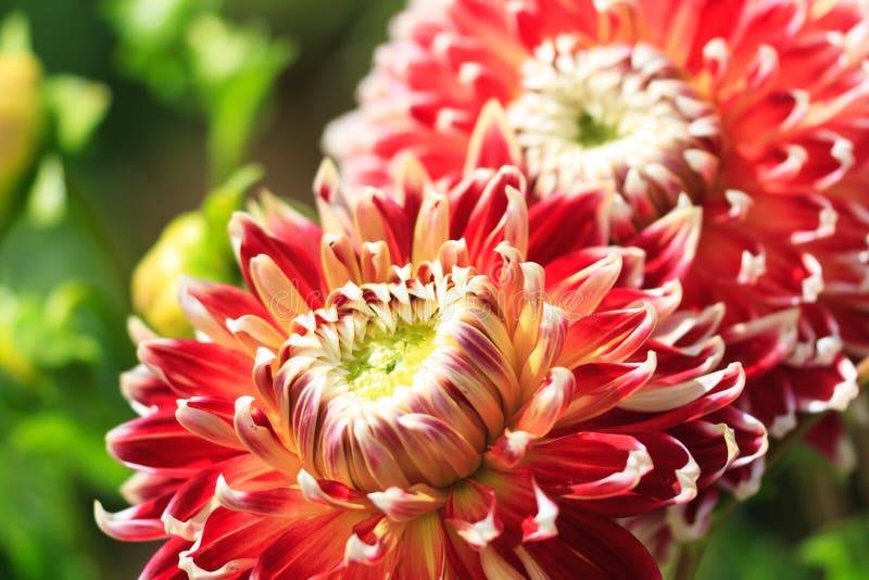 Macro of a red dahlia stock image. Image of flora, plant - 76149501