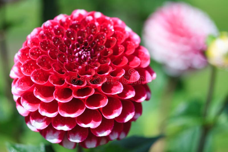 Macro of a red dahlia stock photo. Image of asteraceae - 76369872