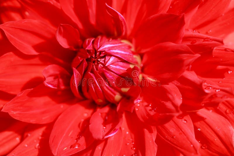 Macro of a red dahlia stock image. Image of flora, plant - 76149501