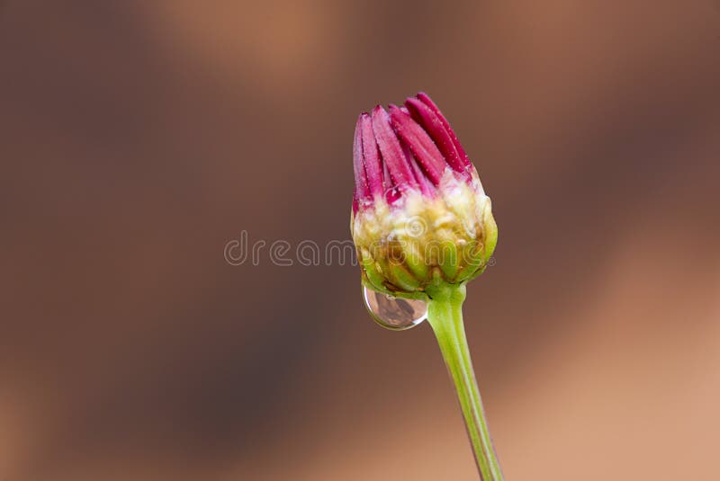 A red daisy flower growing stock image. Image of closeup - 206783113