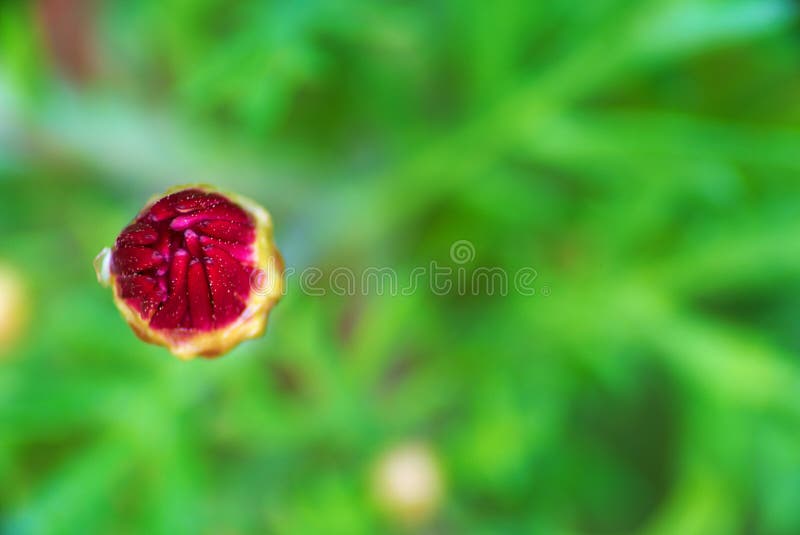 Macro of a Red Daisy Flower Growing Stock Photo - Image of head ...