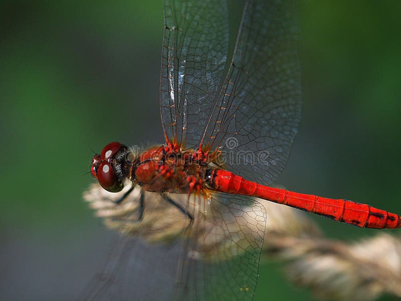 Closeup of a Red Fire Dragonfly Stock Image - Image of wild, german ...