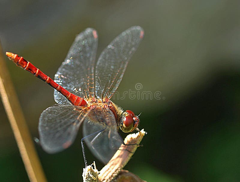 Closeup of a Red Fire Dragonfly Stock Image - Image of animal, wild ...