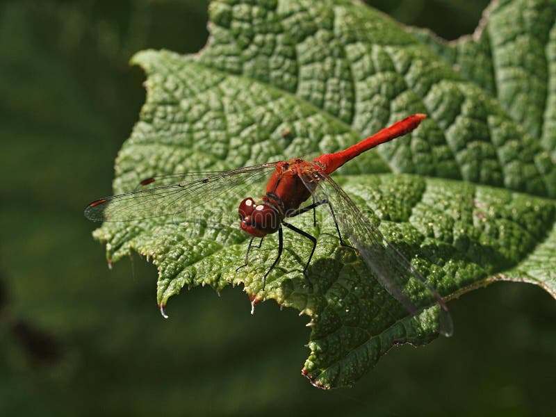 Closeup of a Red Fire Dragonfly Stock Photo - Image of outside, view ...