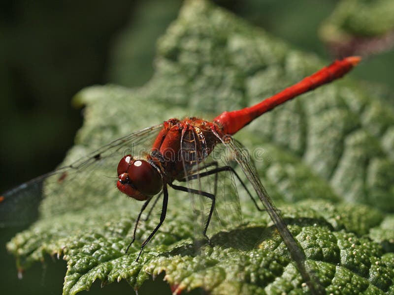 Closeup of a Red Fire Dragonfly Stock Image - Image of wings, wild ...