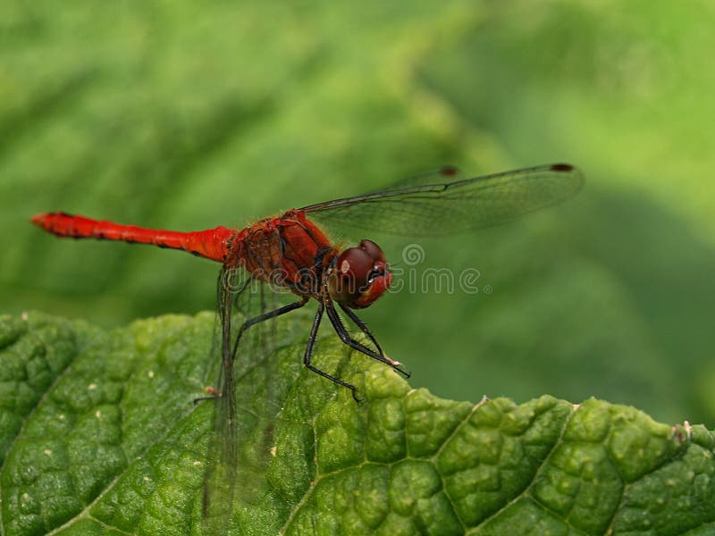 Closeup of a Red Fire Dragonfly Stock Photo - Image of dragons ...