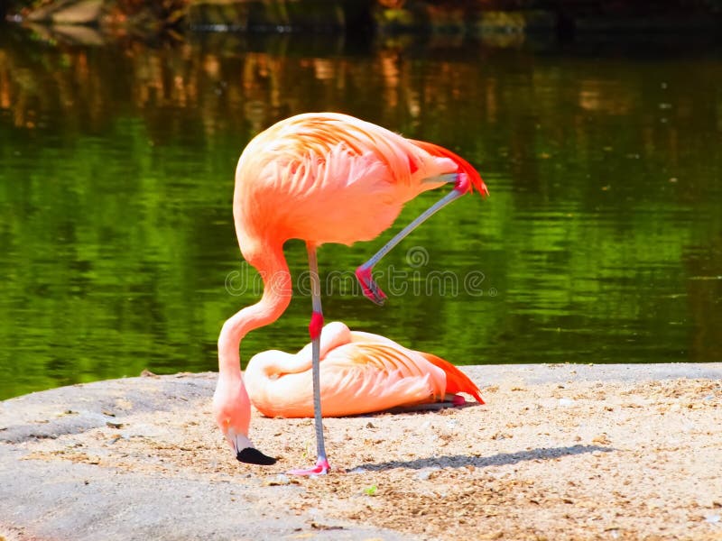 Macro of a Red Flamingo Bird Stock Image - Image of feather, bloodred ...