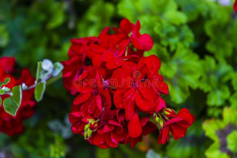 Macro of a Red Flower in a Garden Stock Image - Image of garden, colors ...