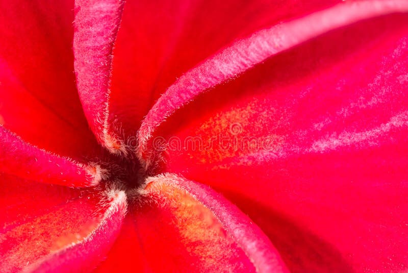 Macro red flower stock image. Image of color, background - 61515697