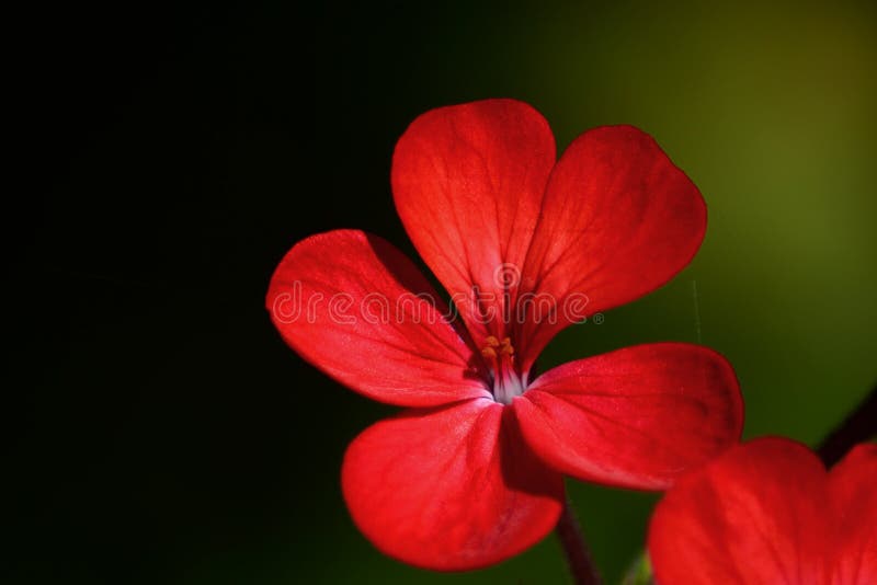 Macro of a Red Geranium Flower Stock Image - Image of growth ...
