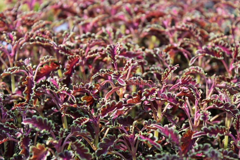 Macro of Red and Green Leaved Coleus Seedling Plants Stock Image ...