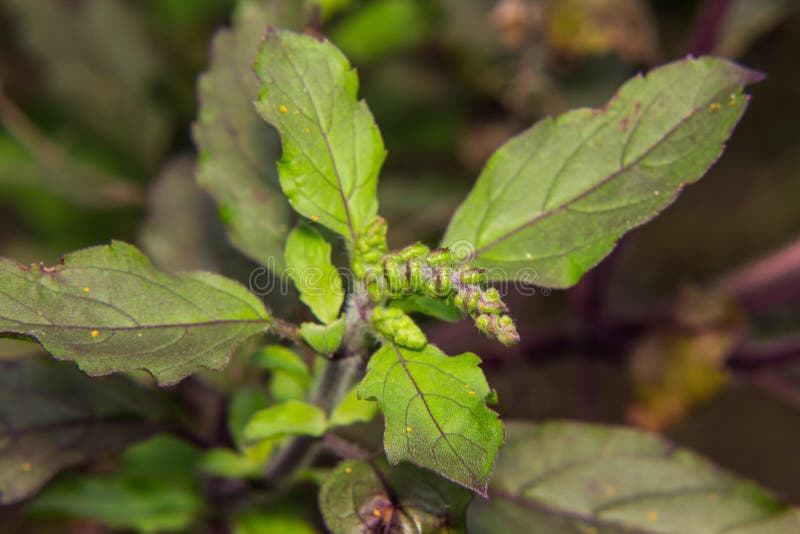 Macro of Red holy basil stock photo. Image of flower - 46610236
