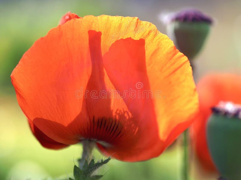 Beautiful Macro of a Single Red Isolated Poppy Flower Stock Photo ...