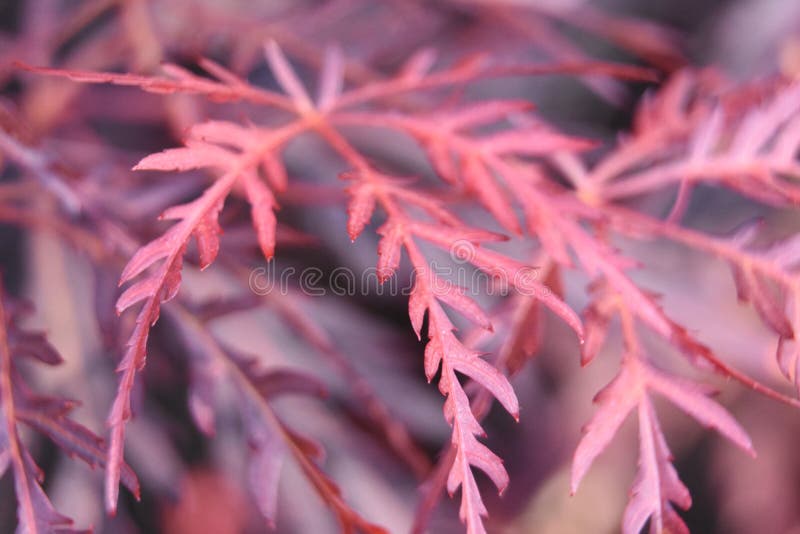161 Beautiful Red Split Leaf Japanese Maple Nature Stock Photos - Free ...