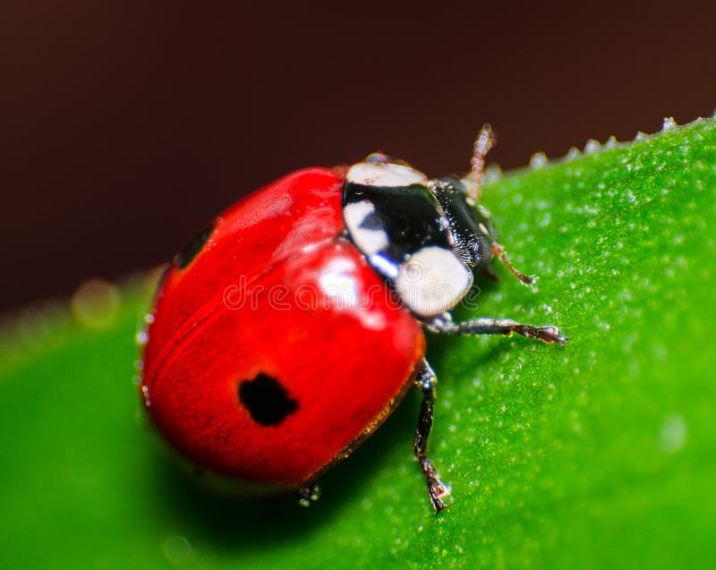 Ladybug stock image. Image of natural, magnification - 24892445