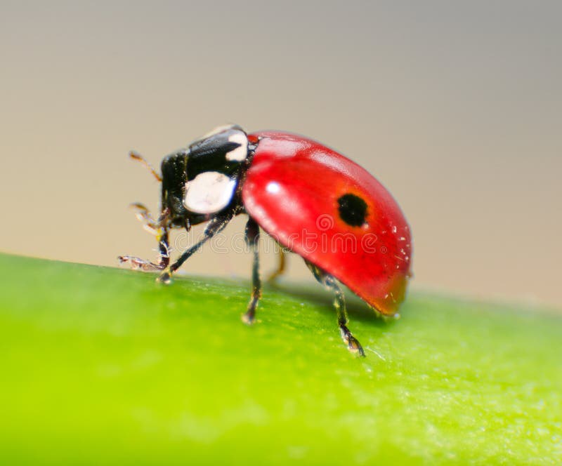 Macro of a red ladybird stock photo. Image of green, summer - 33419782