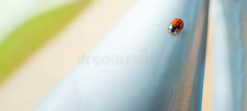 508 Bug Perspective Stock Photos - Free & Royalty-Free Stock Photos ...