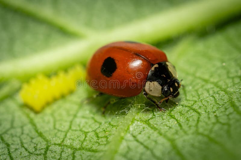 Macro of a Red Ladybug Perched on a Leaf Stock Image - Image of outdoor ...