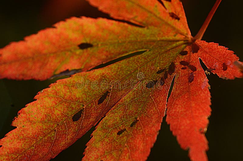 Macro red leaf and bugs stock image. Image of natural - 55772841