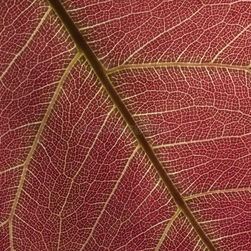 Macro of Red Leaf Texture Background Stock Photo - Image of autumn ...