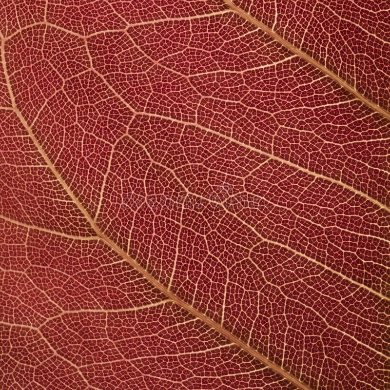 Macro of Red Leaf Texture Background Stock Photo - Image of foliage ...