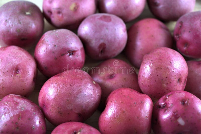Macro of Red Medium Size Potatoes Editorial Stock Image - Image of ...