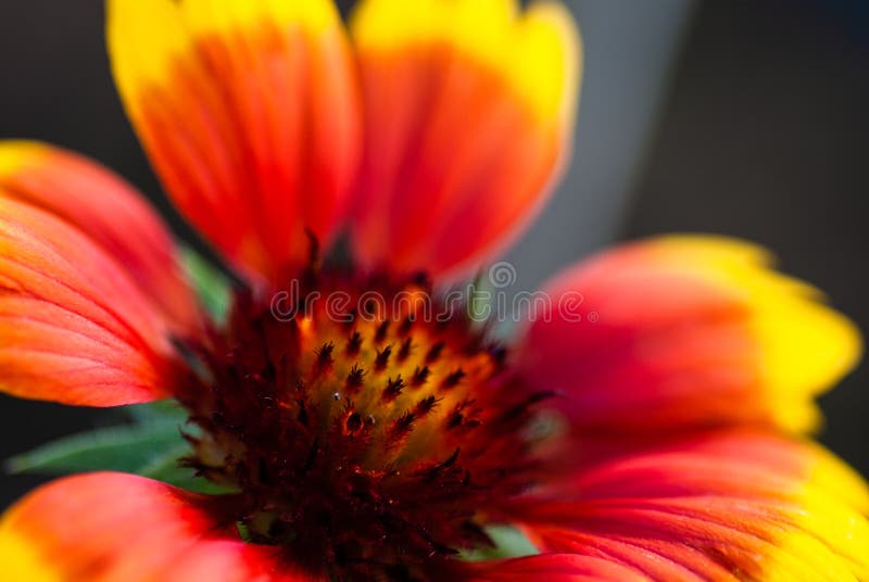 Macro red stock image. Image of plant, garden, blur - 181672777