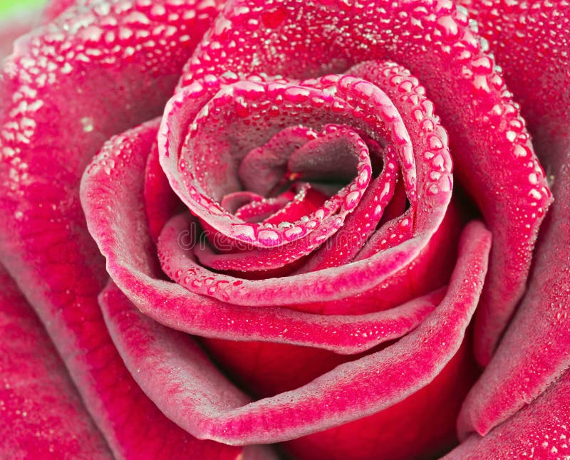 Deep Red Rose Flower with Dew Drops Stock Image - Image of freshness ...