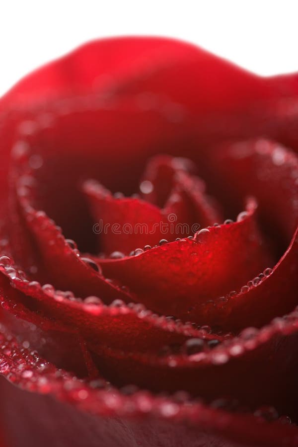 Macro of Red Rose with Water Drops Isolated Stock Image - Image of ...