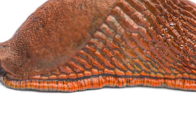 Macro on a Red Slug, Arion Rufus, Isolated on White Stock Photo - Image ...
