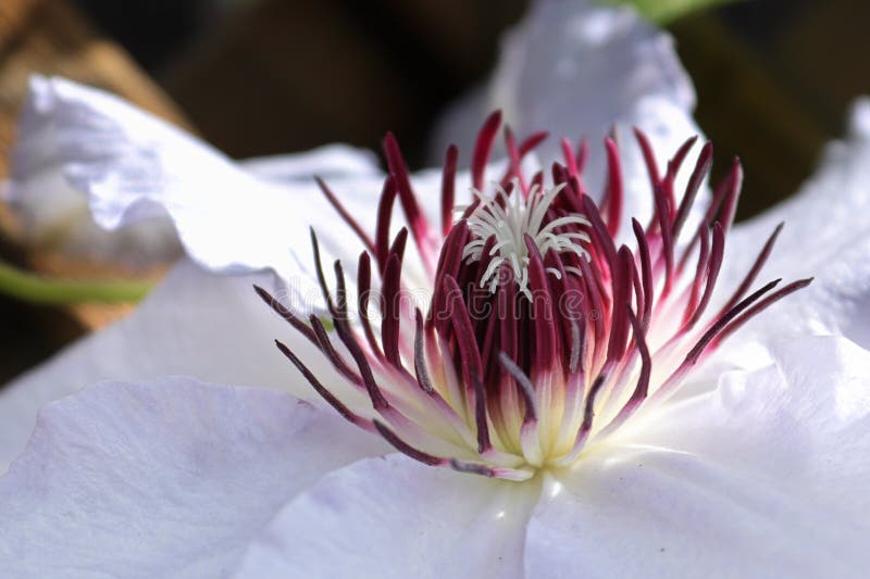 Macro of Red Stigma and Stamen on a White Clematis Stock Photo - Image ...