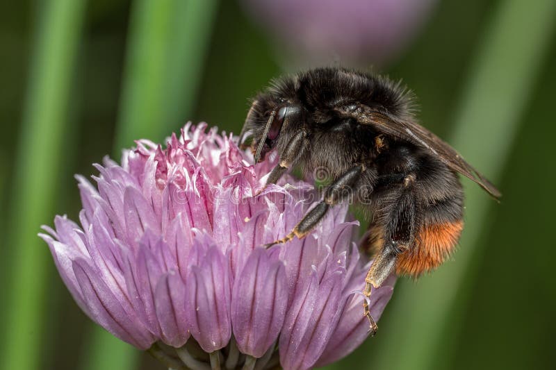 Macro of a Red-tailed Black Bumblebee on Chive Flower. Stock Image ...