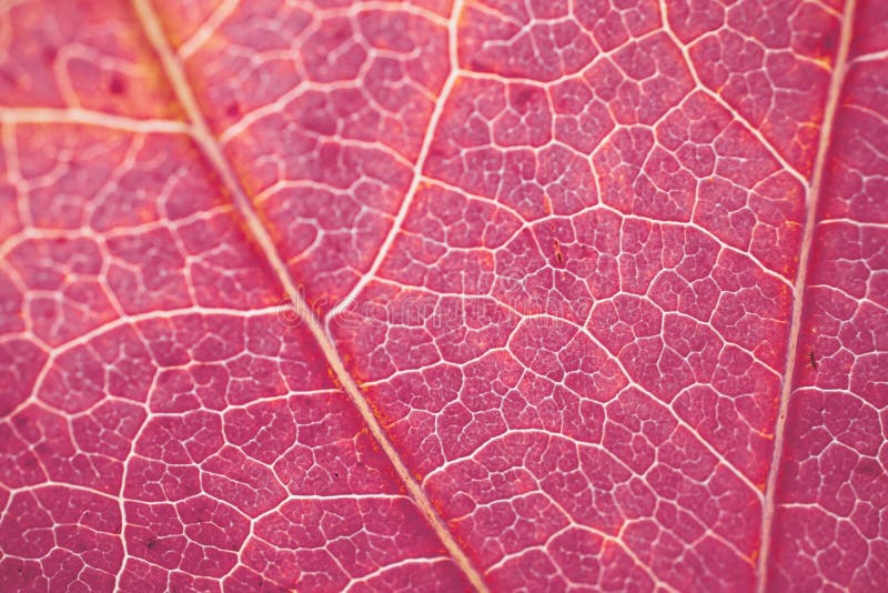 Macro of the Red Tree Leaf Veins Stock Photo - Image of beautiful ...