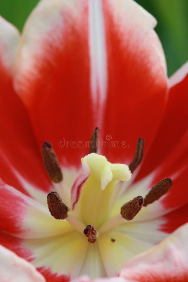 Tulip Pollen at the Microscope Stock Image - Image of blossom, nature ...