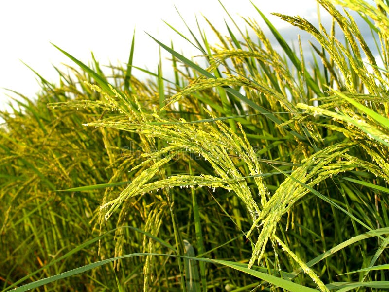 Macro Rice 10 stock image. Image of zoom, yard, outdoor - 4096789