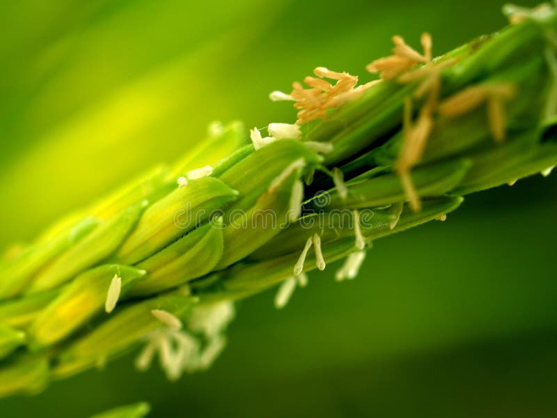 Macro Rice stock photo. Image of fruit, yard, thai, thailand - 4096204
