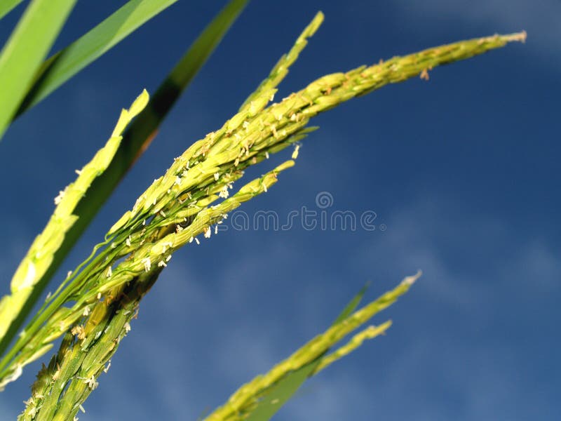 Macro Rice 6 stock image. Image of field, nature, leave - 4096583
