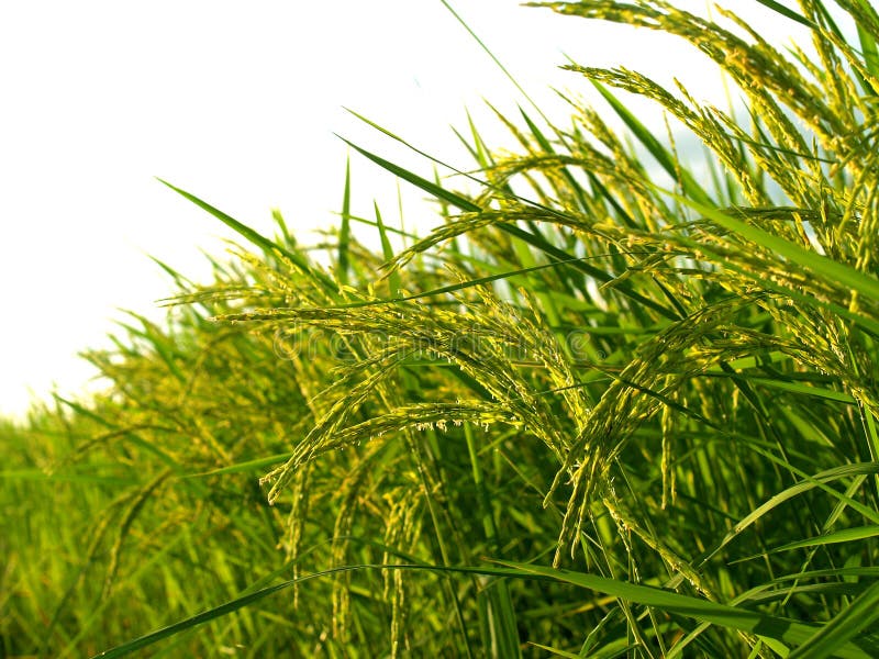 Macro Rice 9 stock photo. Image of zoom, green, thailand - 4096780