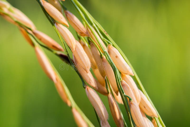 Macro Rice fields stock photo. Image of colorful, farming - 62456758